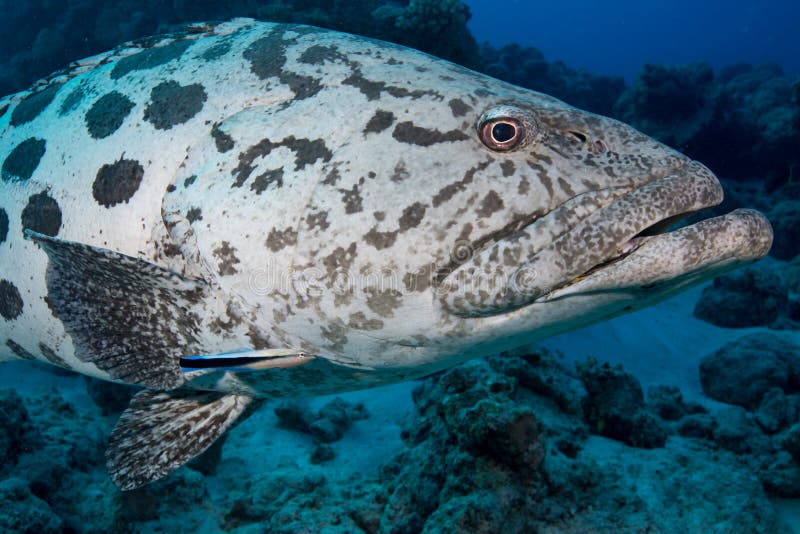 A Large Potato Cod Gets Cleaned by Cleaner Wrasse Stock Photo - Image ...