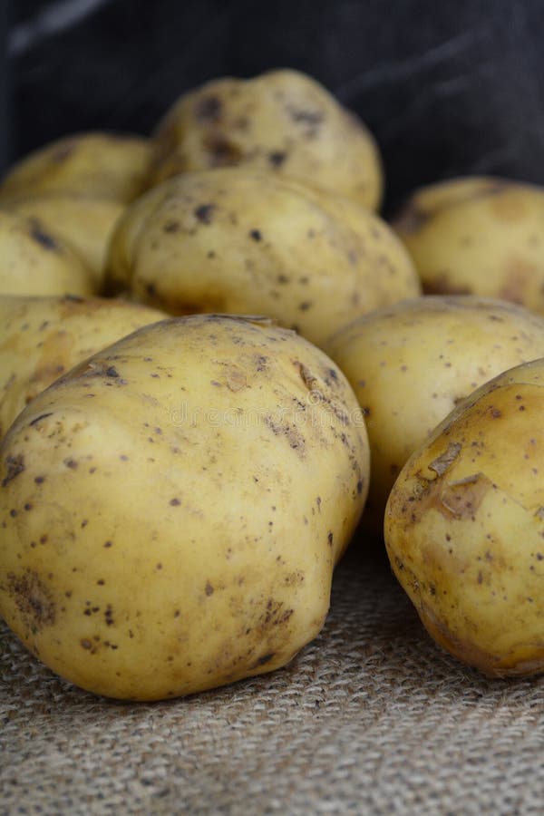 A Large Potato Lies on the Table Stock Photo - Image of tomato ...