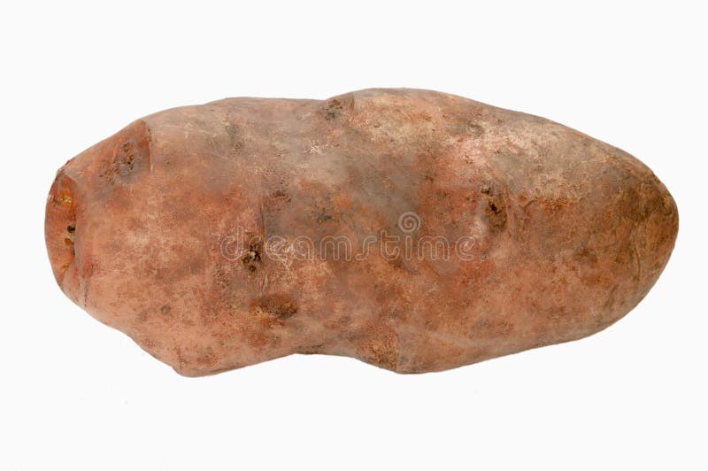Large potato tuber stock photo. Image of root, gardening - 27001046