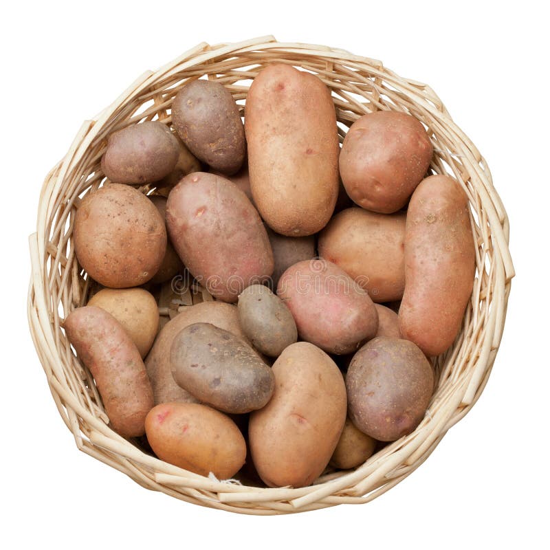 Large potatoes stock photo. Image of large, carbohydrates - 45291518