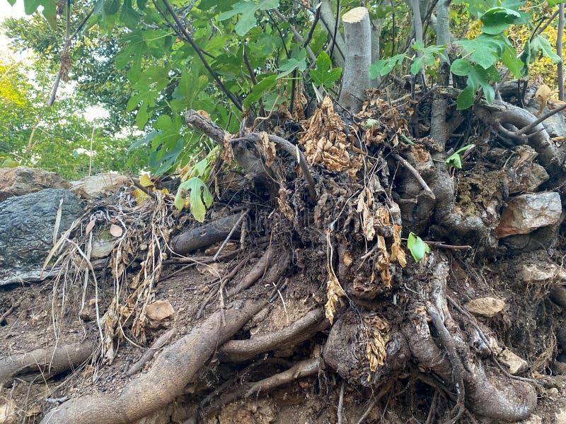 Large Powerful Tree Roots in the Ground, Uprooted Tree from the Soil in ...