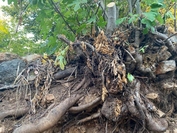 Large Powerful Tree Roots in the Ground, Uprooted Tree from the Soil in ...