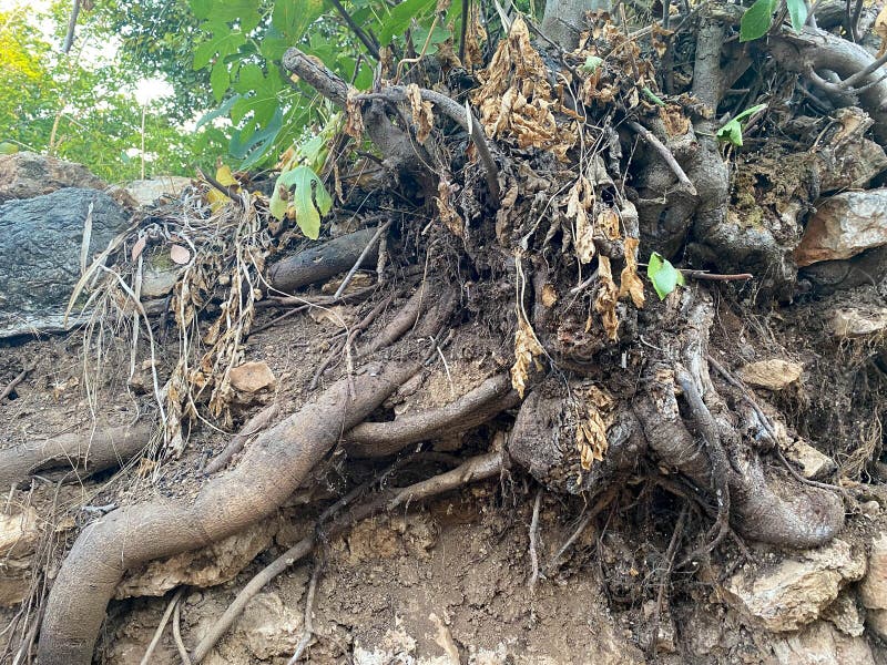 Large Powerful Tree Roots in the Ground, Uprooted Tree from the Soil in ...