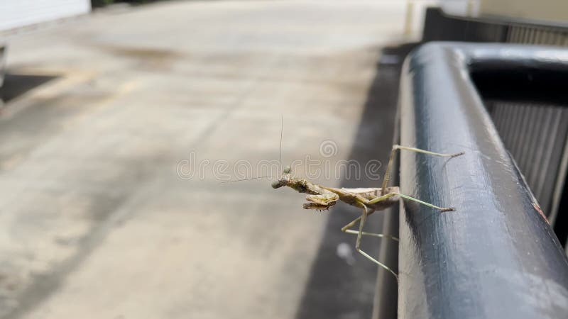 Large Praying Mantis on a Black Rail Front View Looking Around Stock ...