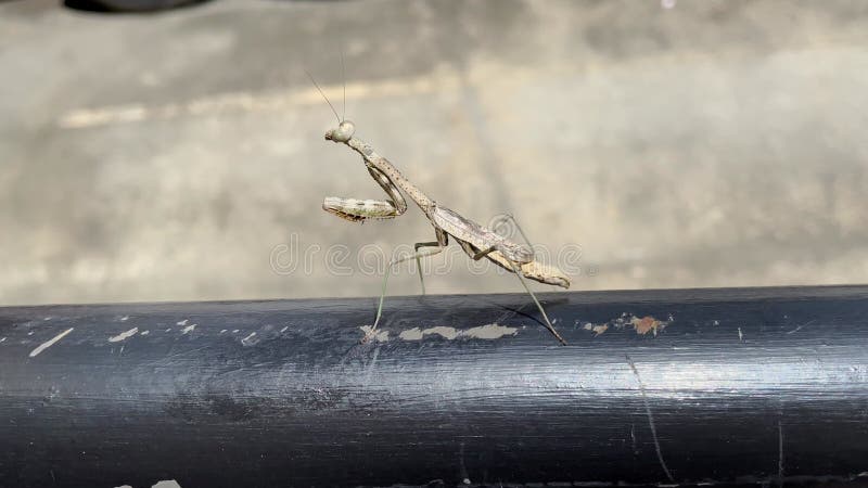 Large Praying Mantis on a Black Rail Head Turned Stock Footage - Video ...