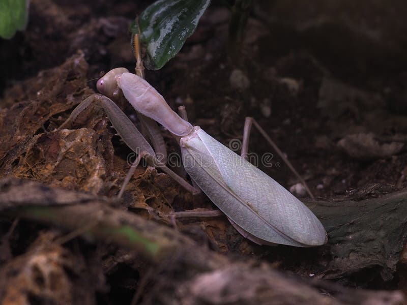 Large Praying Mantis in Enclosure Editorial Stock Image - Image of ...