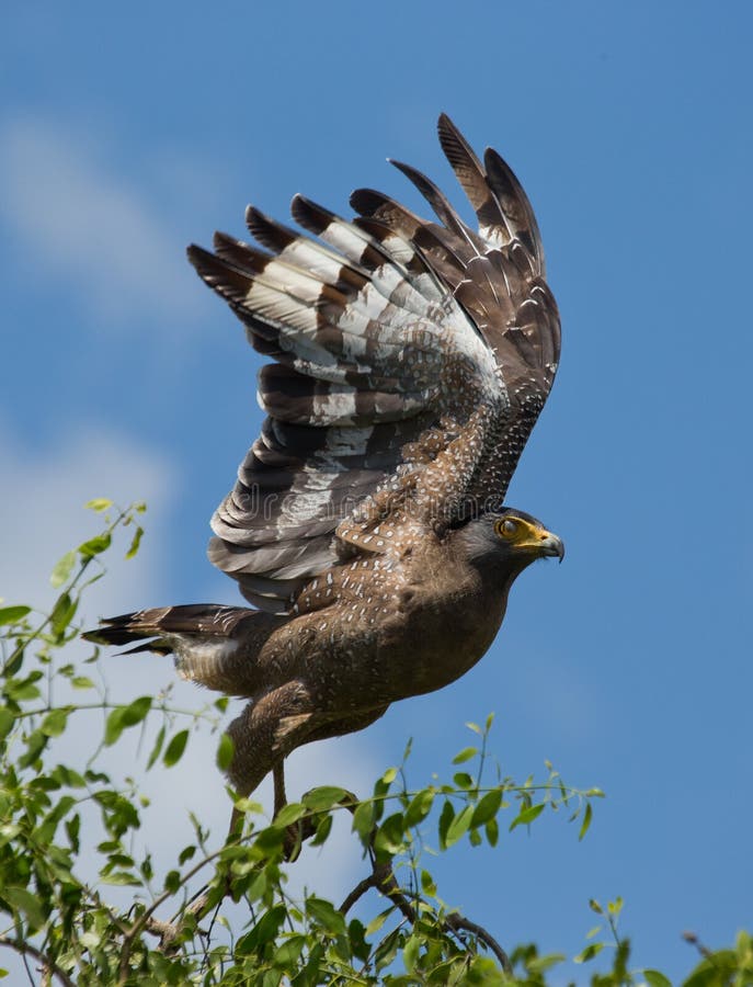 Predatory Bird is Sitting on a Tree. Kenya. Tanzania. Stock Image ...