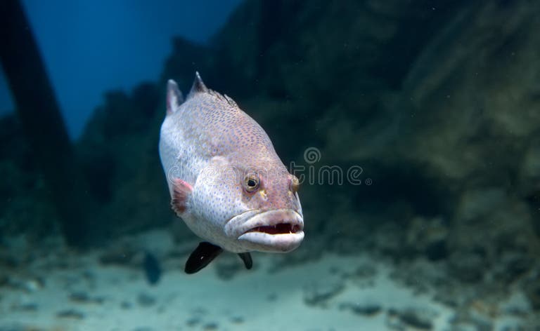 Large predatory fish stock image. Image of aquatic, closeup - 30407657