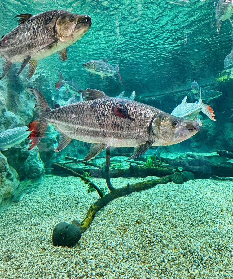 Large Predatory Fish Swimming in an Aquarium Stock Photo - Image of ...