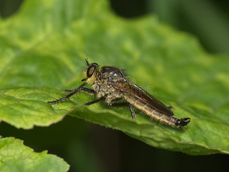 Large Predatory Fly on a Green Leaf Stock Photo - Image of wing, insect ...