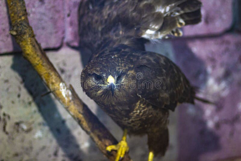 Large Predatory Hawk on a Branch Stock Image - Image of branch, hawk ...