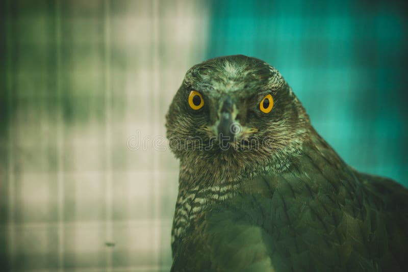 Large Predatory Hawk on a Branch Stock Photo - Image of branch, gray ...