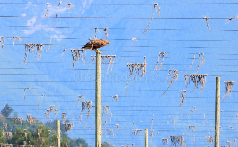 Predator Hawk in Farm Area stock image. Image of terrain - 191794703