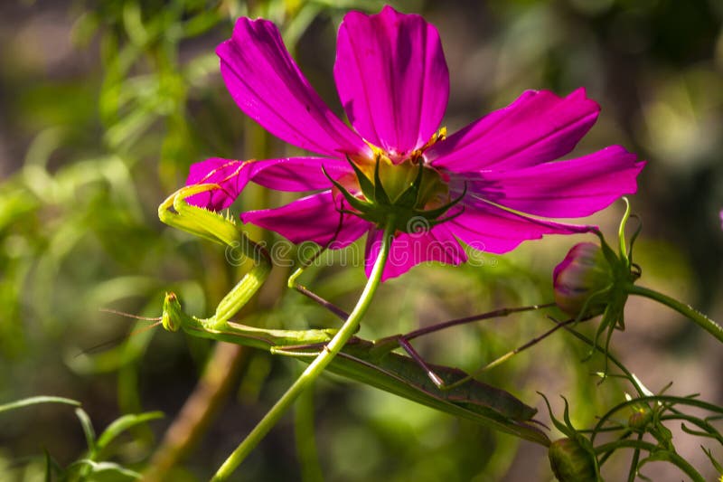 Common Praying Mantis, Mantis Religiosa Stock Image - Image of large ...