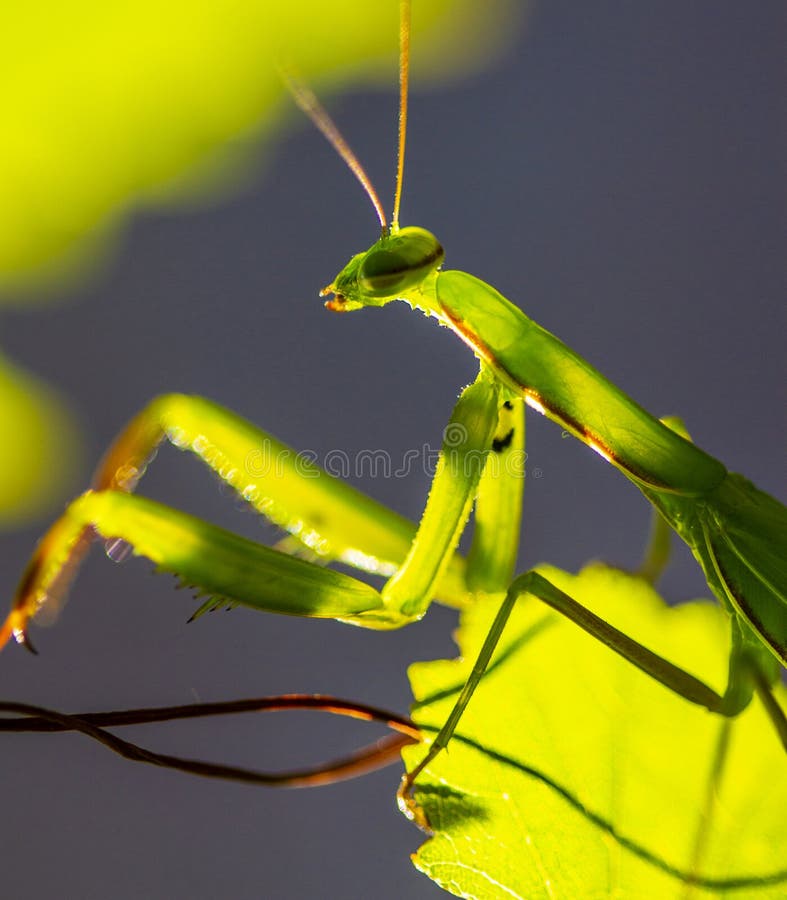 Common Praying Mantis, Mantis Religiosa Stock Photo - Image of insect ...