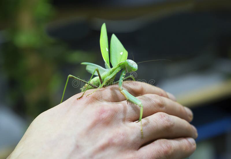 Green praying mantis stock image. Image of moustached - 104733905