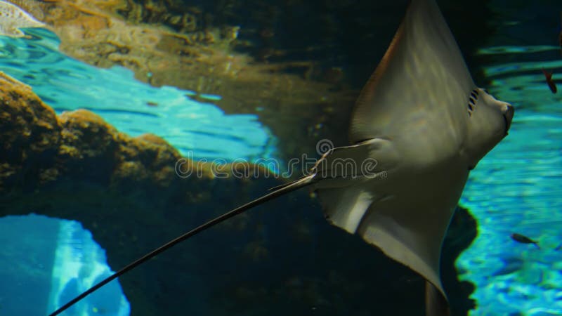 Large Predatory Sea Fish with Flat Body and a Sharp Tail Floats Past ...