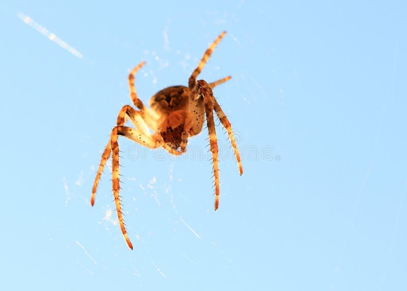 Large predatory spider stock image. Image of fabric - 124519525