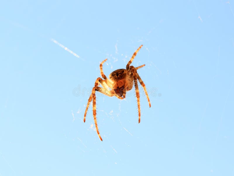 Large predatory spider stock photo. Image of detail - 124519562