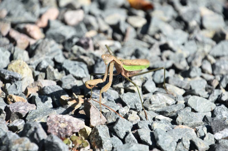Large Preying Mantis Bug on Grey Stones Stock Image - Image of mantis ...
