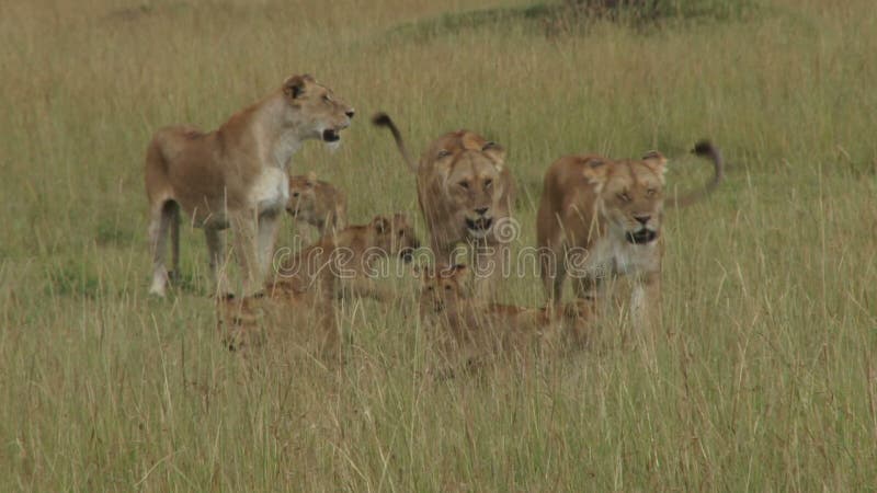 A Large Pride of Lions Moving in the Plains 1 Stock Video - Video of ...