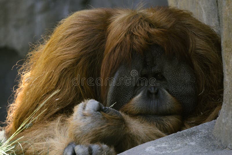Big monkey editorial stock photo. Image of grass, reflections - 102770278