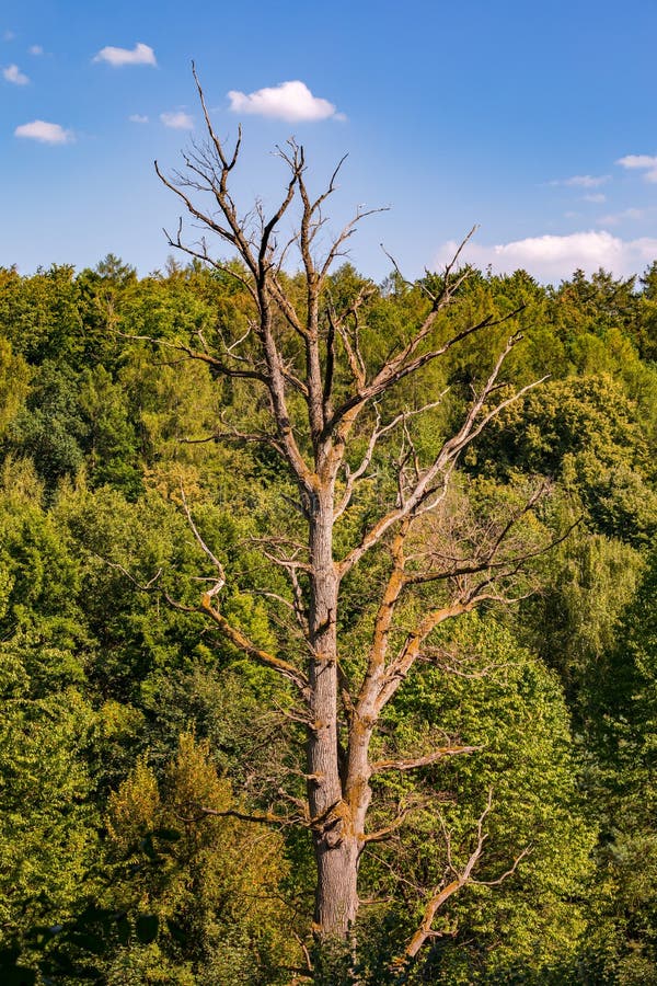 A Large and Prominent but Dead Tree Stock Image - Image of drought ...