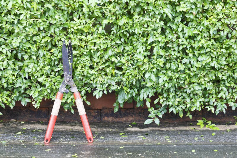 Large Pruning Shears with a Wooden Handle Stock Image - Image of object ...
