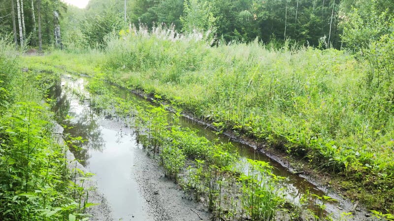 A Large Puddle of Mud on a Forest Road. Beautiful Landscape with Trees ...
