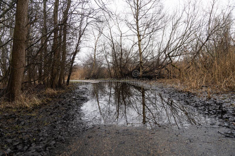Large Puddle on the Road in the Park. Stock Image - Image of country ...