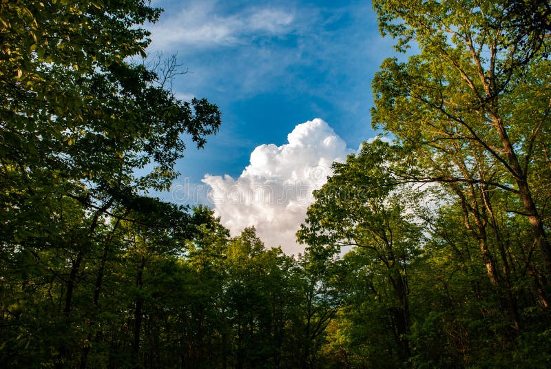 Large Puffy Clouds Peeking Out from the Trees Stock Photo - Image of ...
