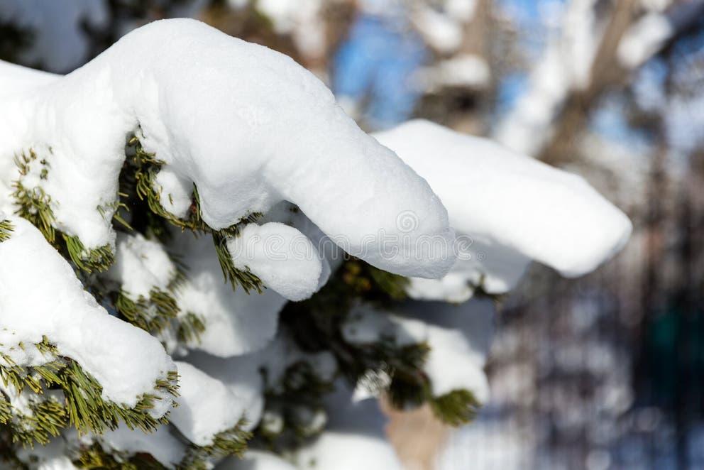 Large Puffy Snow Formations on Evergreen Tree Branches Stock Image ...