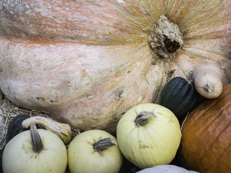 Large pumpkin assortment stock photo. Image of fresh - 101147106