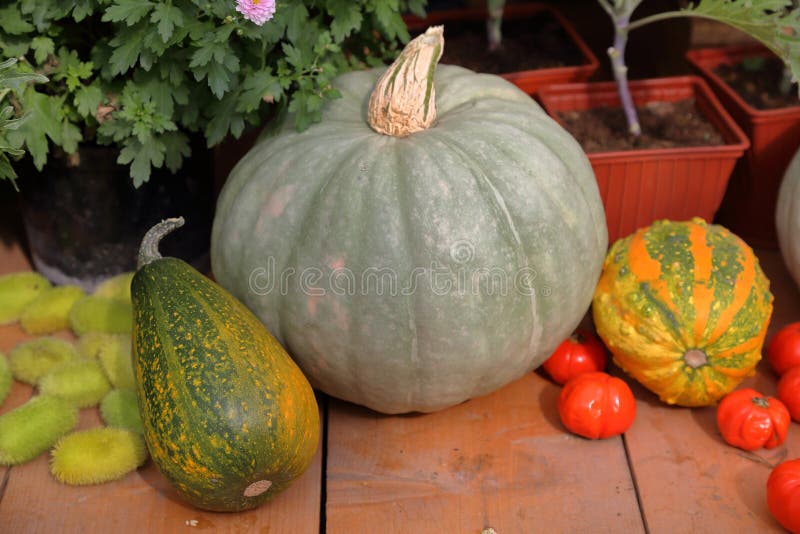 Large pumpkin fruit stock image. Image of holiday, large - 125859291