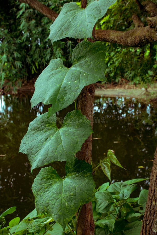 Large Pumpkin Leaves are Wrapped Around the Tree Stock Image - Image of ...