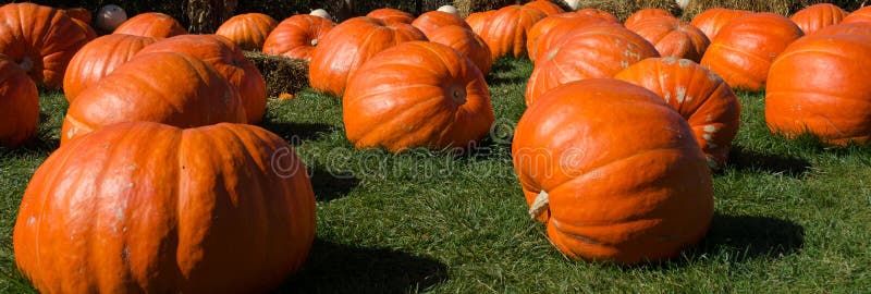 Large pumpkin patch stock image. Image of autumn, squash - 60819603