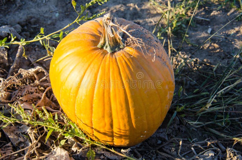 Large Pumpkin in a Pumpkin Patch with Sun Shining on it Stock Image ...