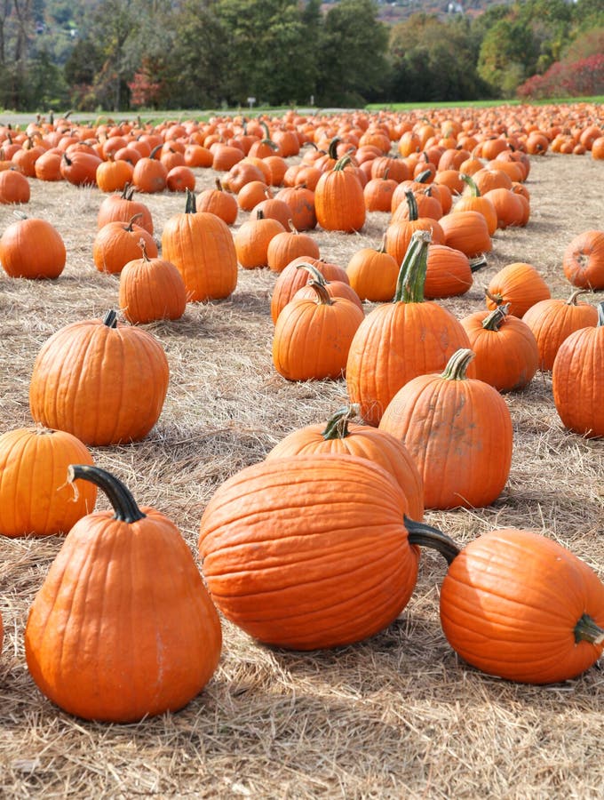 Large pumpkins stock image. Image of farming, autumn - 11450221