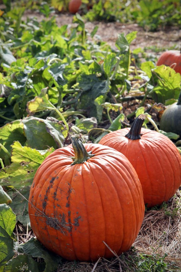 Large pumpkins stock photo. Image of pumpkin, stalk, agriculture - 11450250