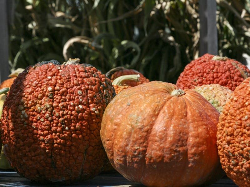 Large Pumpkins stock photo. Image of carving, leaf, produce - 256001484