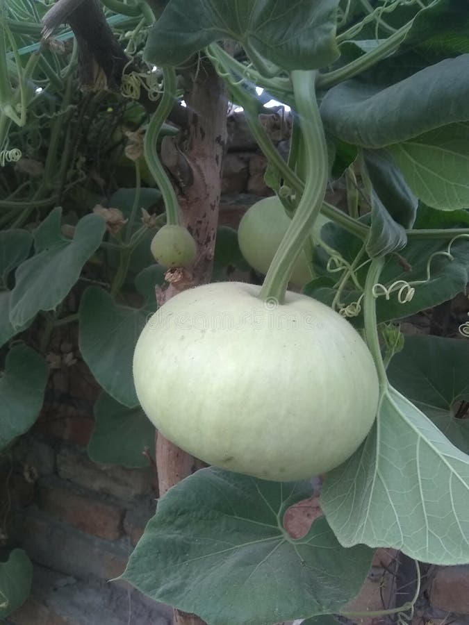 Large Pumpkins on a Pumpkin Vine, Vegetable Stock Image - Image of ...