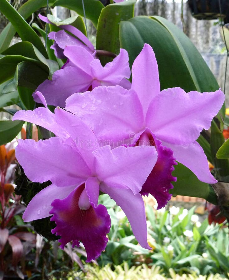 Large Purple Cattleya Orchid Flowers, Close-up Stock Photo - Image of ...