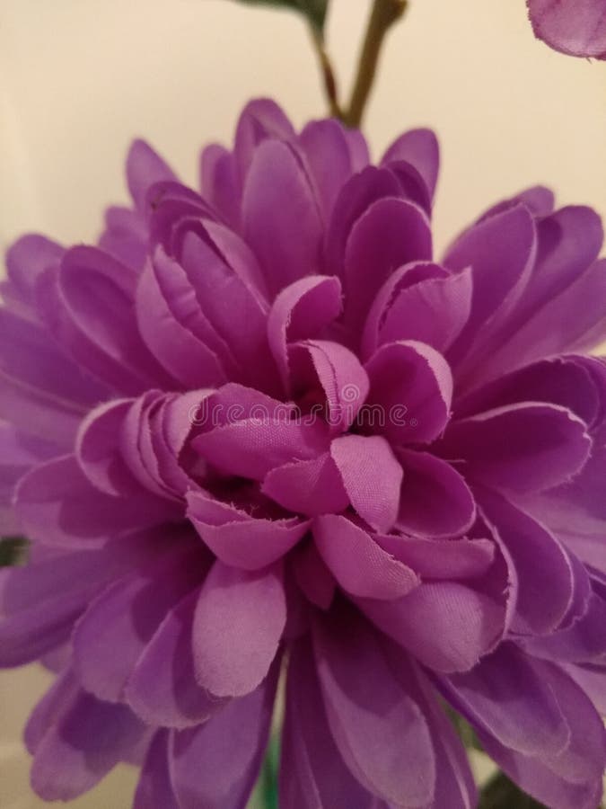Large purple fake flower stock photo. Image of large - 113265608