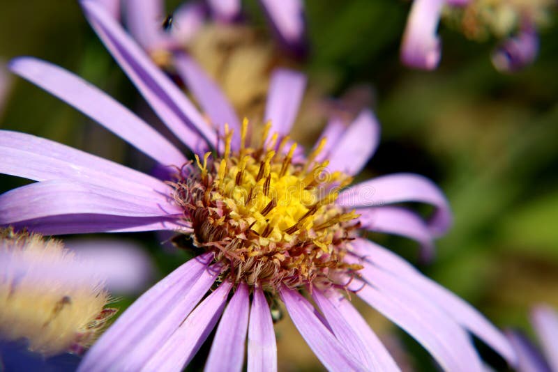 Large purple flower stock photo. Image of petals, macro - 130149222