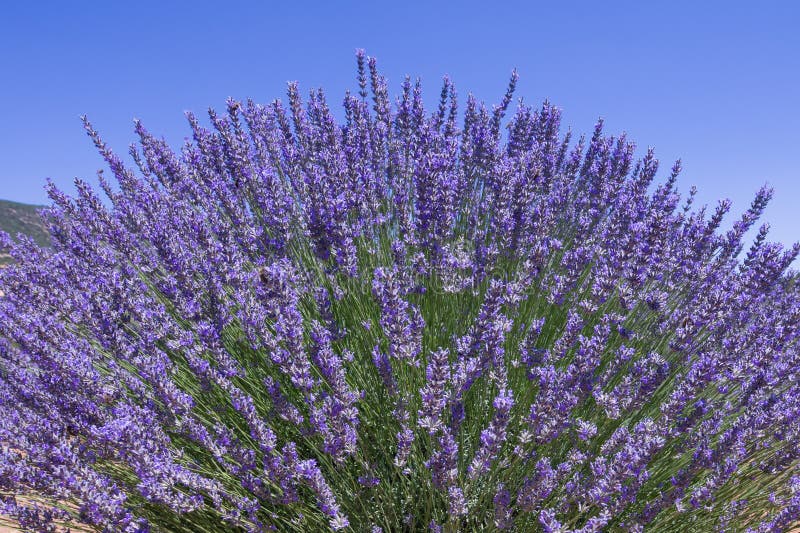 Large Purple Lavender Bush Close Up Stock Photo - Image of blue ...
