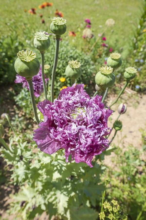 Large purple poppy stock image. Image of poppy, flower - 94652891