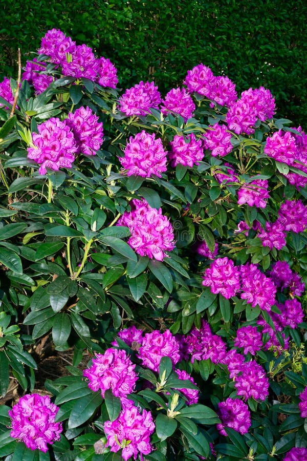 Purple rhododendrons stock photo. Image of bright, arboretum - 215373076