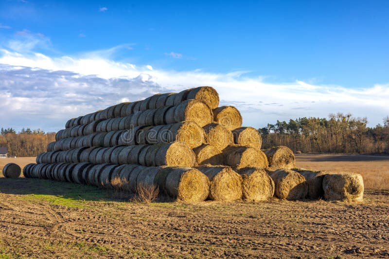 Large Pyramid of Straw Bales in Rolls in a Field Against a Forest ...