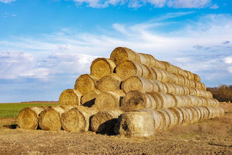 A Large Pyramid of Straw Bales in Rolls on a Field after the Grain ...