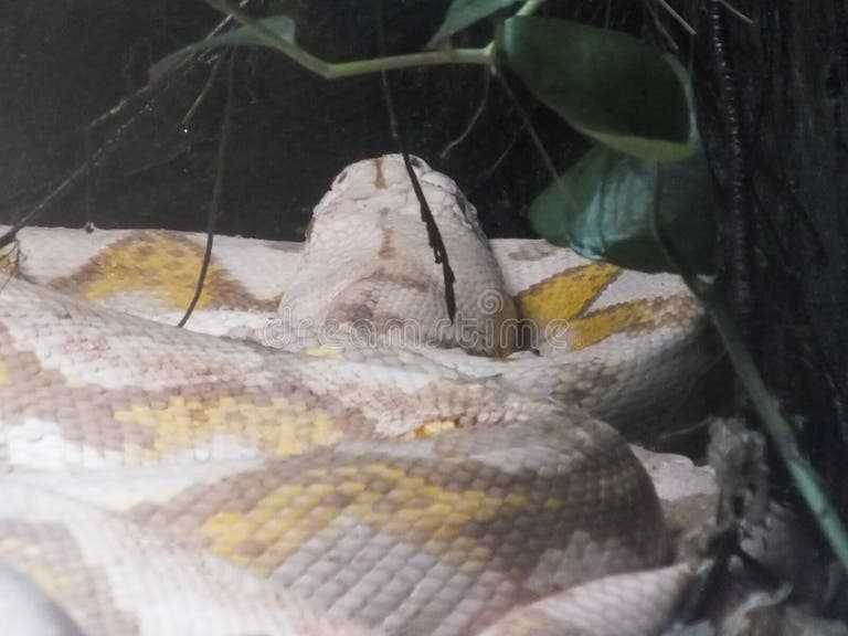 A Large Python Coils Quietly Under Branches, Its Patterned Scales ...